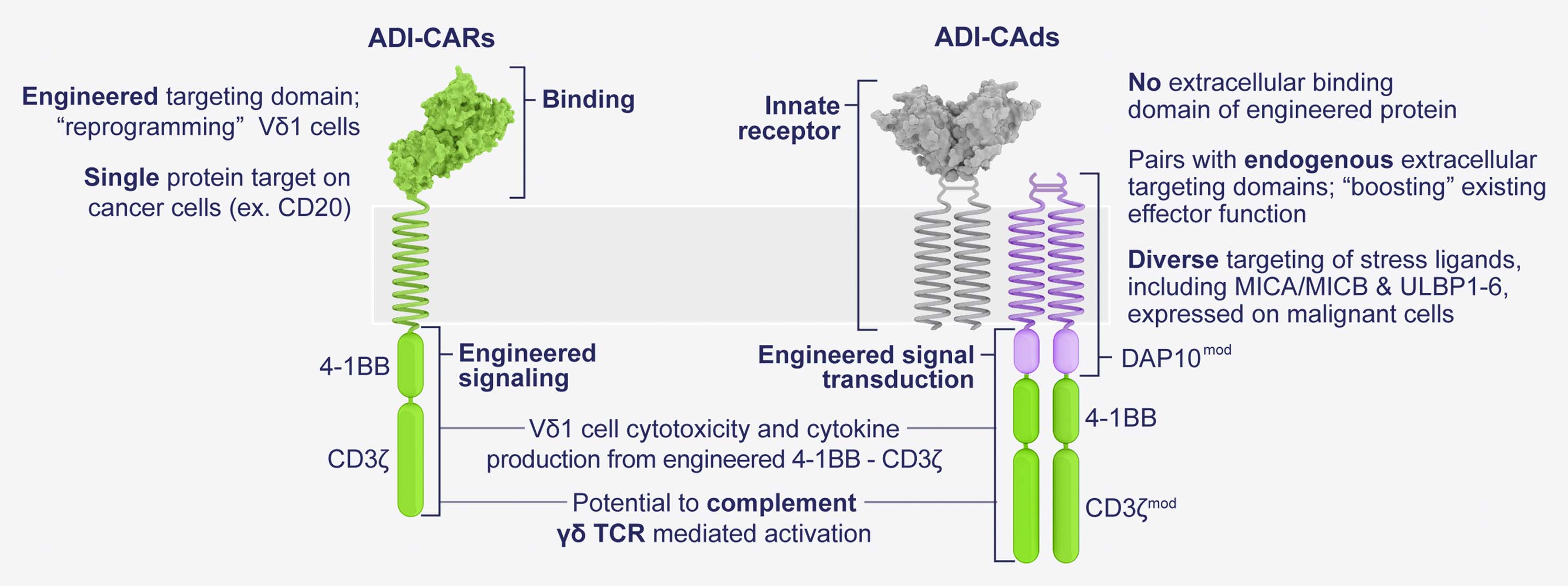 Pipeline | Adicet Bio
