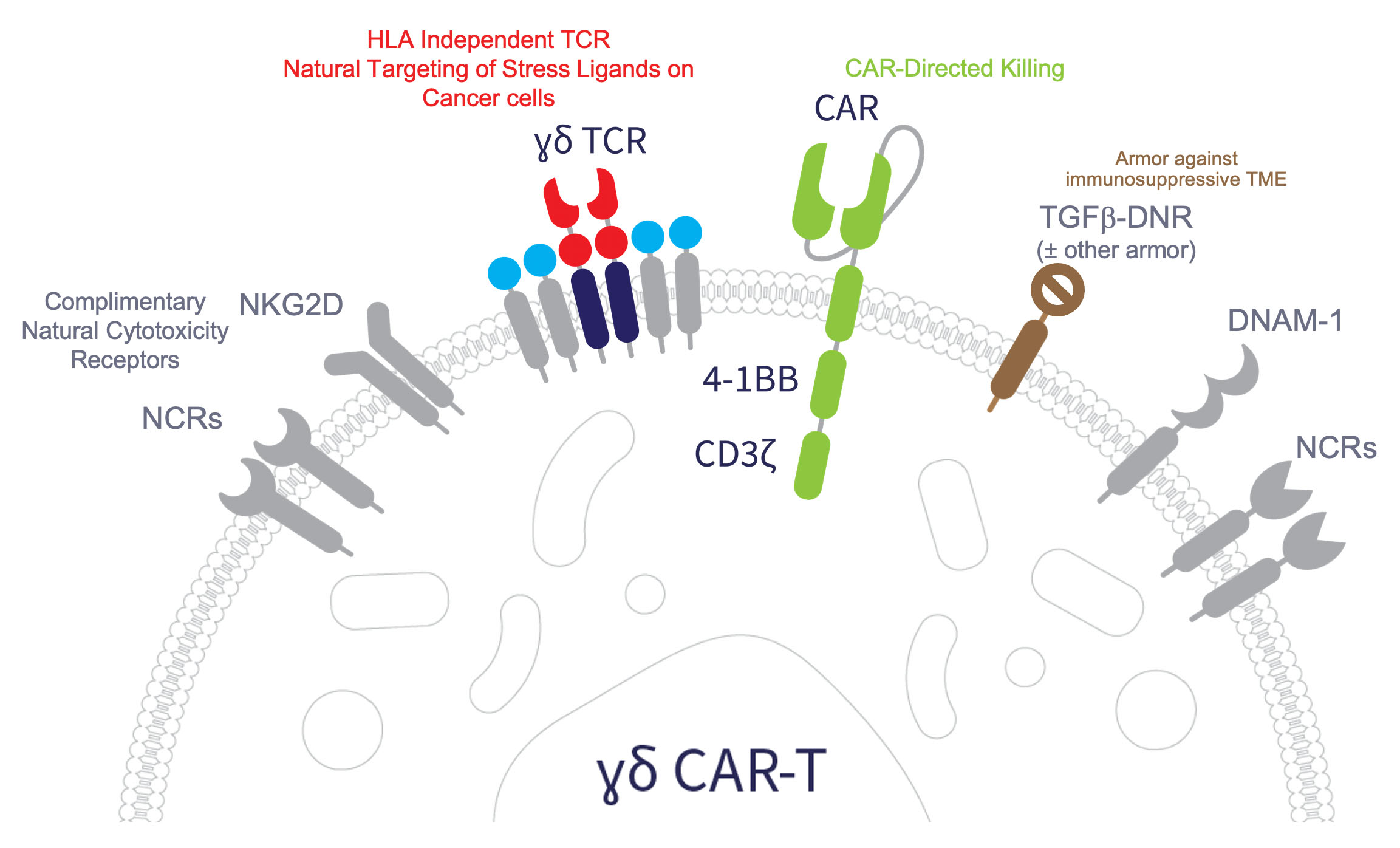 Pipeline | Adicet Bio